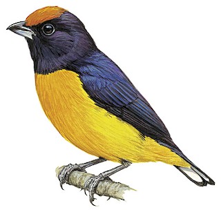 Orange-bellied Euphonia - Euphonia xanthogaster - Birds of the World