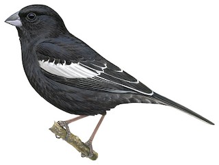 Passerellidae - New World Sparrows - Birds of the World