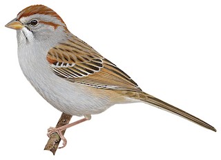Passerellidae - New World Sparrows - Birds of the World