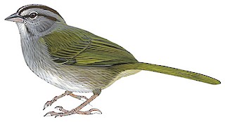 Passerellidae - New World Sparrows - Birds of the World