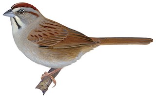 Passerellidae - New World Sparrows - Birds of the World