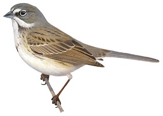 Passerellidae - New World Sparrows - Birds of the World