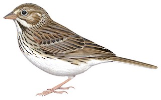 Passerellidae - New World Sparrows - Birds of the World