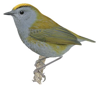 Zeledoniidae - Wrenthrush - Birds of the World