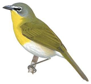 Icteriidae - Yellow-breasted Chat - Birds of the World