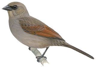 Icteridae - Troupials and Allies - Birds of the World