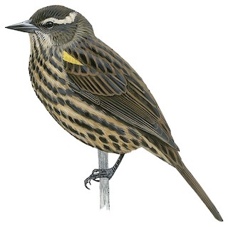 Yellow-winged Blackbird - Agelasticus thilius - Birds of the World