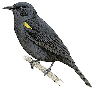 Yellow-winged Blackbird - Agelasticus thilius - Birds of the World