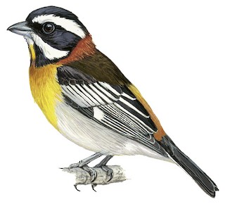 Western Spindalis - Spindalis zena - Birds of the World