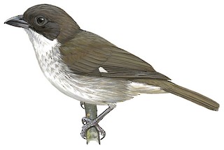 Nesospingidae - Puerto Rican Tanager - Birds of the World