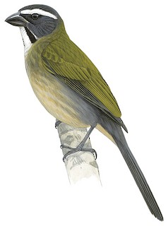 Green-winged Saltator - Saltator similis - Birds of the World