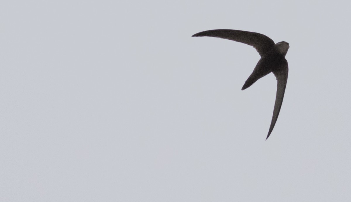 Common/Pallid Swift - eBird