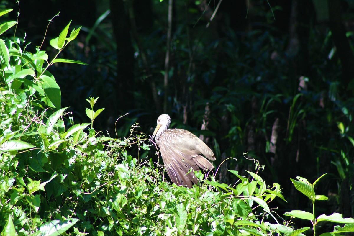 eBird Checklist - 22 Apr 2019 - Lettuce Lake County Park - 15 species