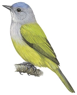 Capped Conebill - Conirostrum albifrons - Birds of the World