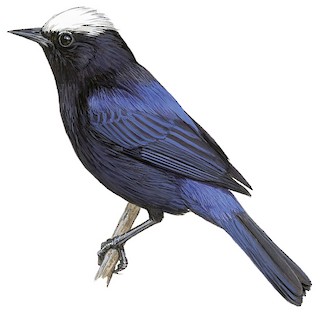 Capped Conebill - Conirostrum albifrons - Birds of the World