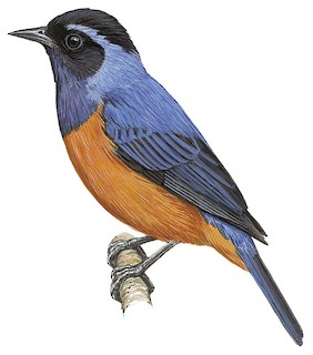 Blue-backed Conebill - Conirostrum sitticolor - Birds of the World