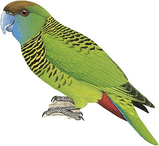 Painted Tiger-Parrot - Psittacella picta - Birds of the World
