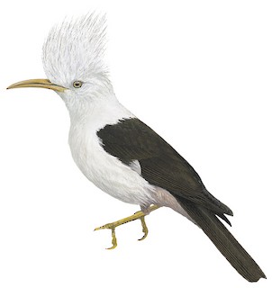 Sturnidae - Starlings - Birds of the World