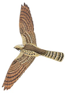 Great Eared-Nightjar - Lyncornis macrotis - Birds of the World