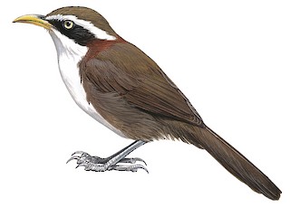 White-browed Scimitar-Babbler - Pomatorhinus schisticeps - Birds of the ...