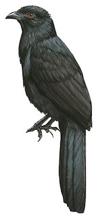 Philippine Coucal - Centropus viridis - Birds of the World