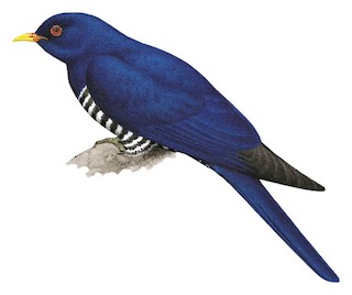 Violet Cuckoo - Chrysococcyx xanthorhynchus - Birds of the World