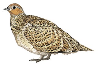 Crowned Sandgrouse - Pterocles coronatus - Birds of the World