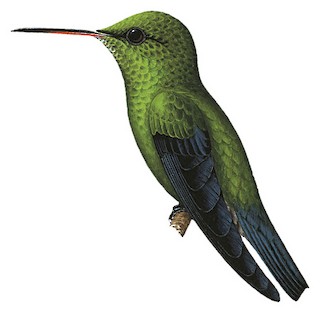Steely-vented Hummingbird - Saucerottia saucerottei - Birds of the World
