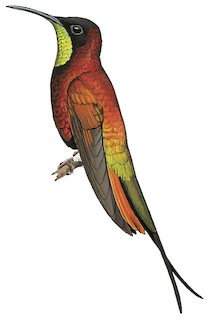 Crimson Topaz - Topaza pella - Birds of the World