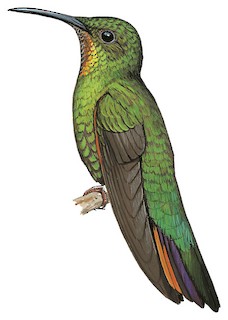 Crimson Topaz - Topaza pella - Birds of the World