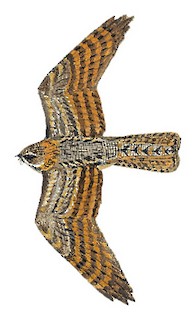 Standard Winged Nightjar