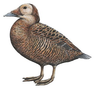 Spectacled Eider Range