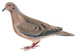 Eared Dove - Zenaida auriculata - Birds of the World