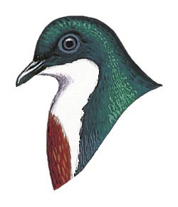 Mindanao Bleeding-heart - Gallicolumba crinigera - Birds of the World