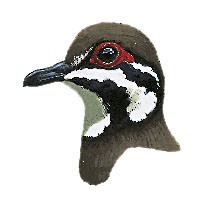 Squatter Pigeon - Geophaps scripta - Birds of the World