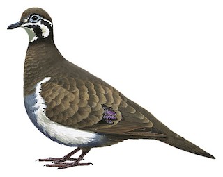 Squatter Pigeon - Geophaps scripta - Birds of the World