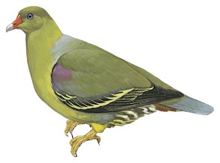 African Green-Pigeon - Treron calvus - Birds of the World