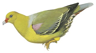 African Green-Pigeon - Treron calvus - Birds of the World
