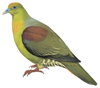 Wedge-tailed Green-Pigeon - Treron sphenurus - Birds of the World
