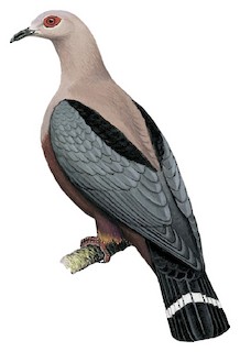Pinon's Imperial-Pigeon - Ducula pinon - Birds of the World