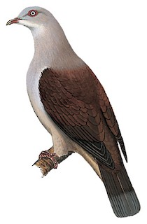 Mountain Imperial-Pigeon - Ducula badia - Birds of the World
