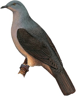 Timor Imperial-Pigeon - Ducula cineracea - Birds of the World