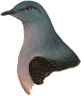 Timor Imperial-Pigeon - Ducula cineracea - Birds of the World