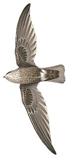 Mottled Spinetail - Telacanthura ussheri - Birds of the World