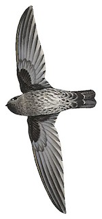 Glossy Swiftlet - Collocalia esculenta - Birds of the World