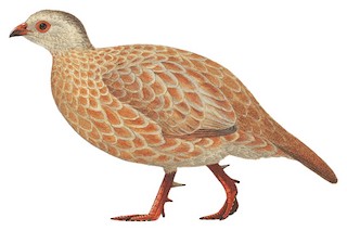 Red Spurfowl - Galloperdix spadicea - Birds of the World