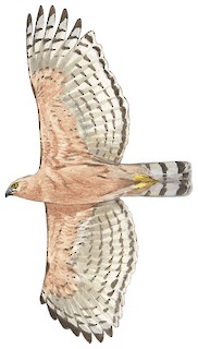 Wallace's Hawk-Eagle - Nisaetus nanus - Birds of the World