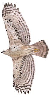 Changeable Hawk-Eagle - Nisaetus cirrhatus - Birds of the World