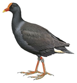 Dusky Moorhen - Gallinula tenebrosa - Birds of the World