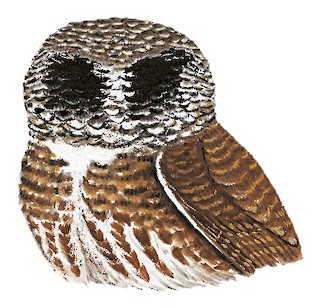 Sunda Owlet - Taenioptynx sylvaticus - Birds of the World